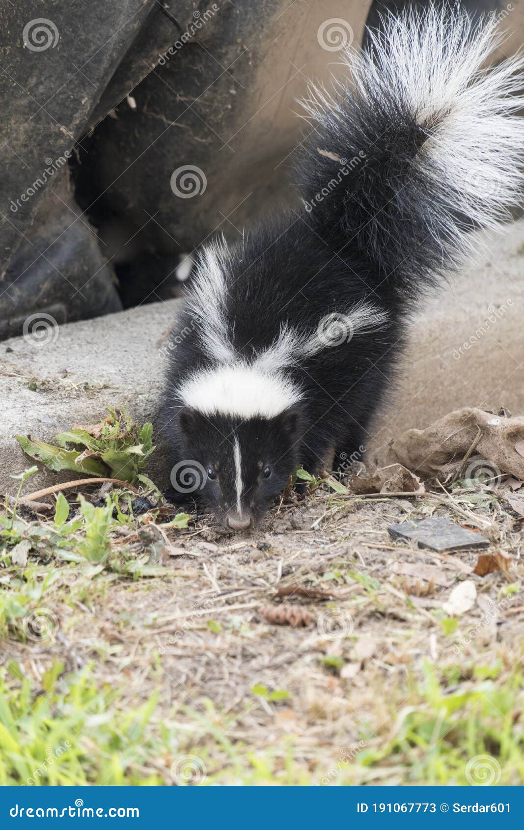 Cute Baby Skunk stock image. Image of animal, white - 191067773