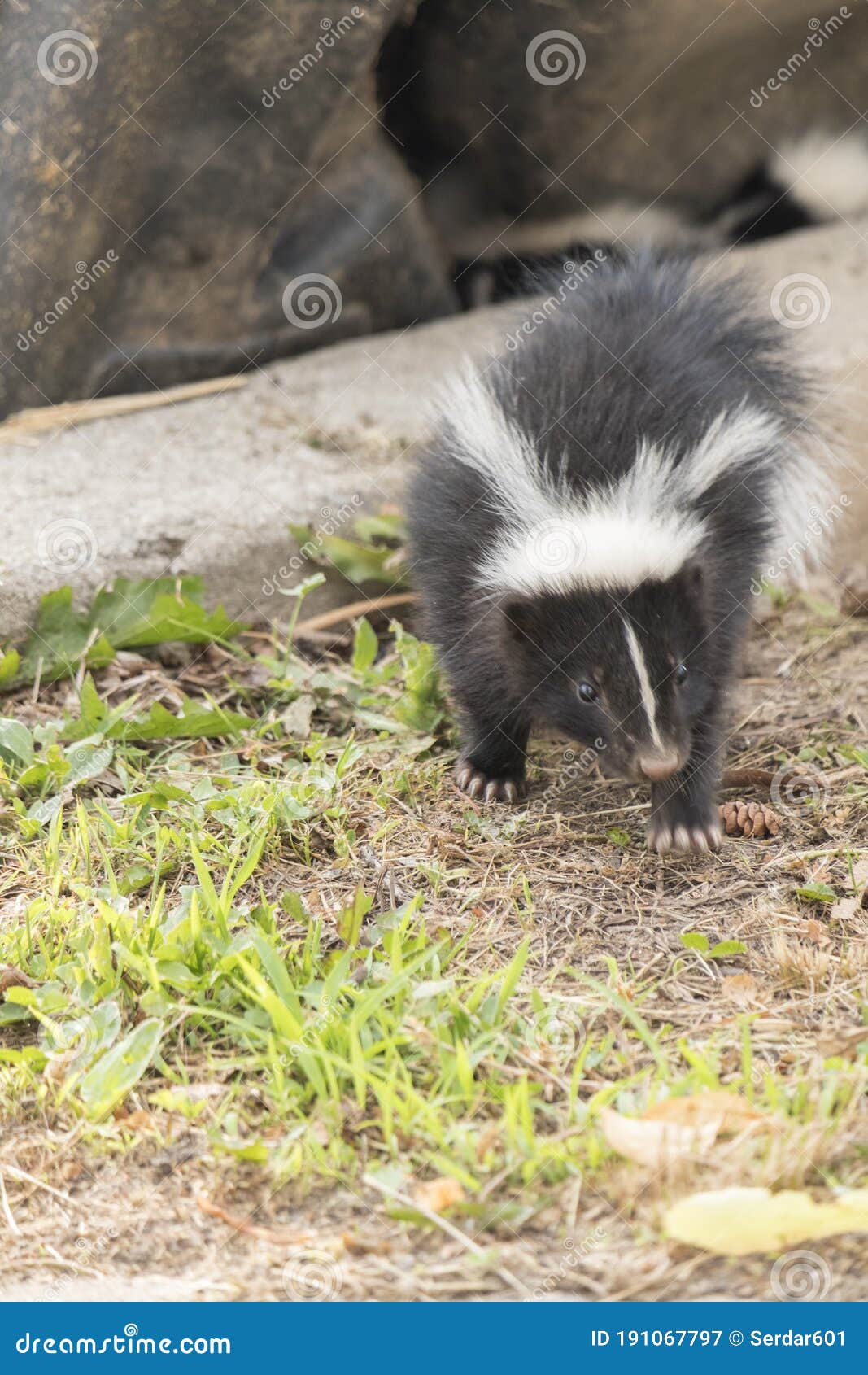 Cute Baby Skunk stock image. Image of cute, skunk, nature - 191067797