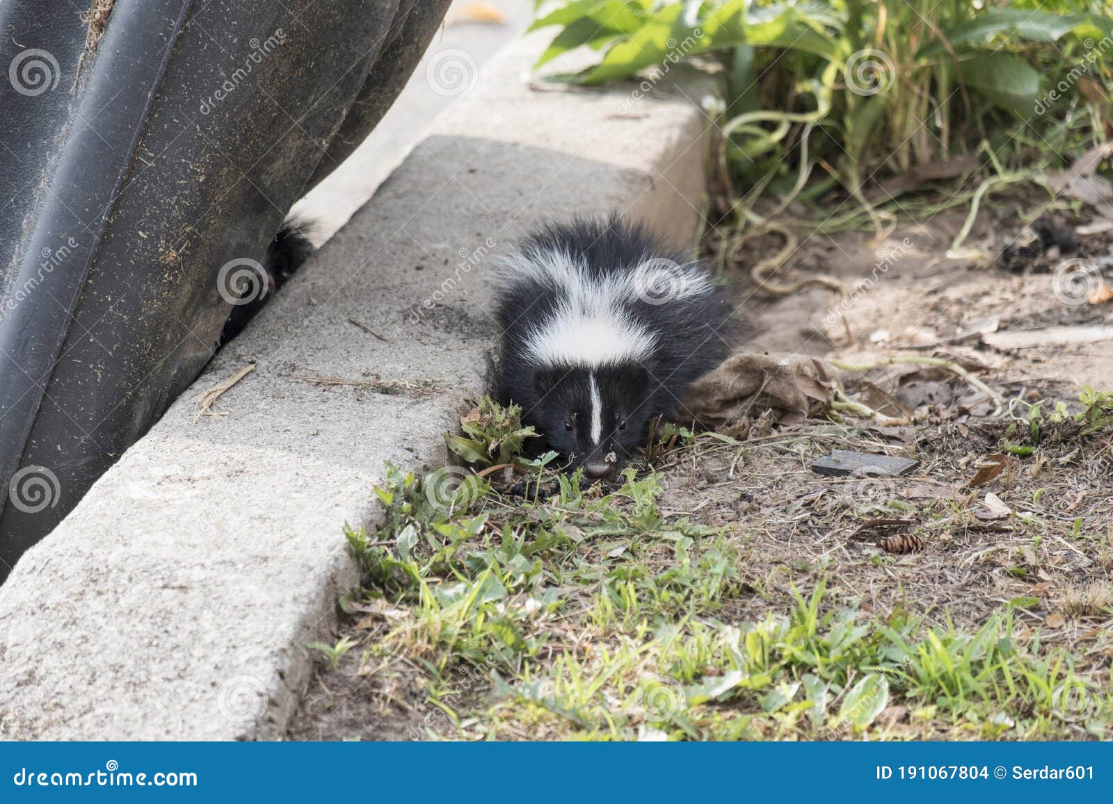 Cute Baby Skunk stock photo. Image of wild, skunk, furry - 191067804