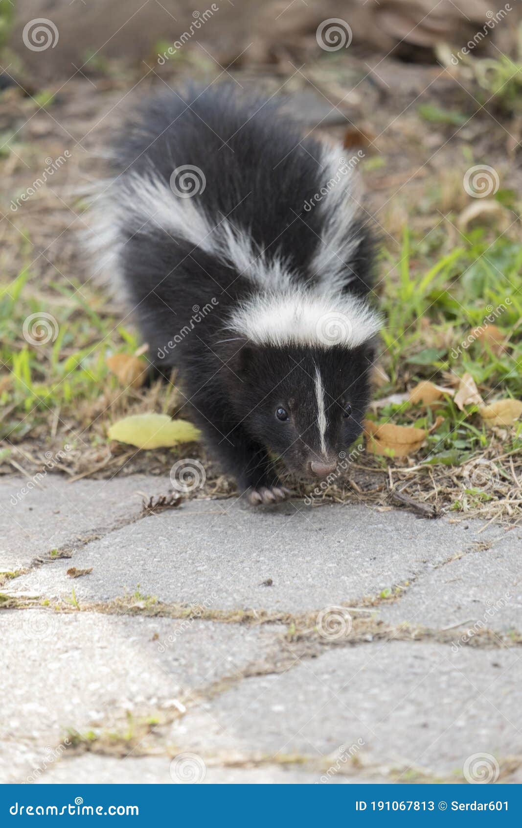Cute Baby Skunk stock image. Image of summer, wildlife - 191067813