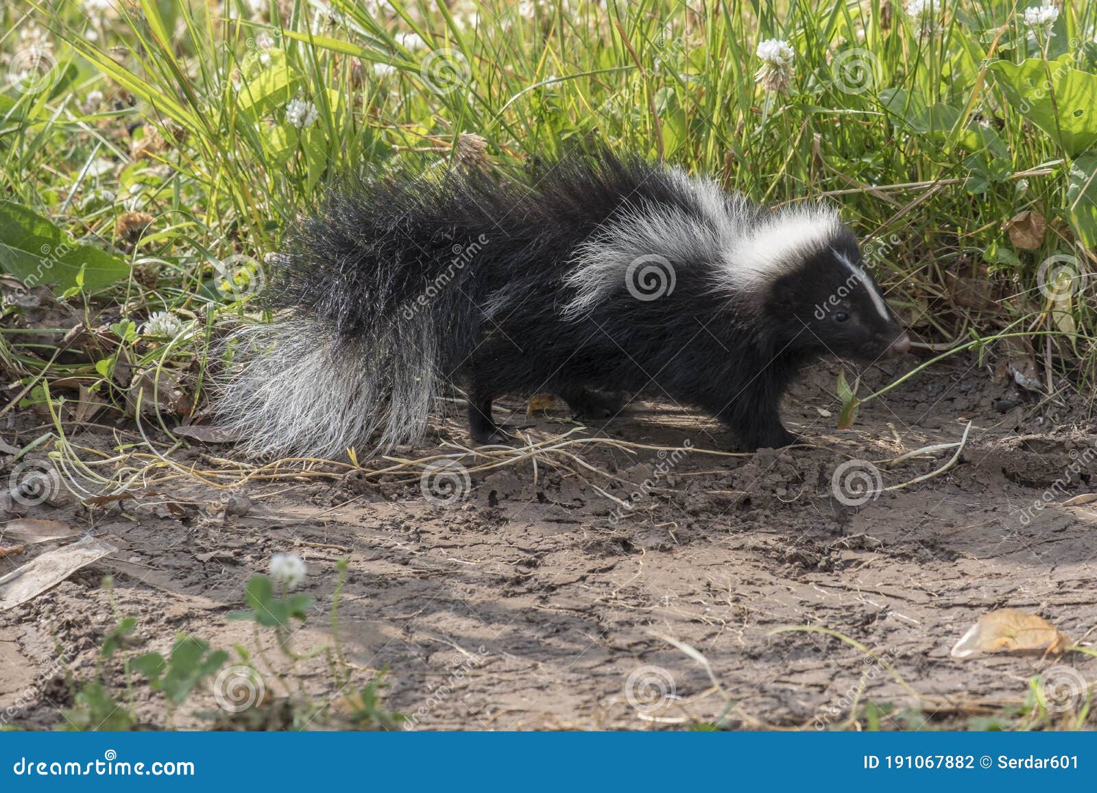 Cute Baby Skunk stock photo. Image of outdoor, nature - 191067882