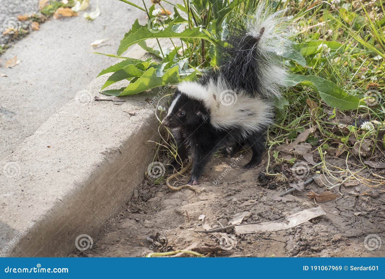 Cute Baby Skunk stock image. Image of outdoor, wildlife - 191067969