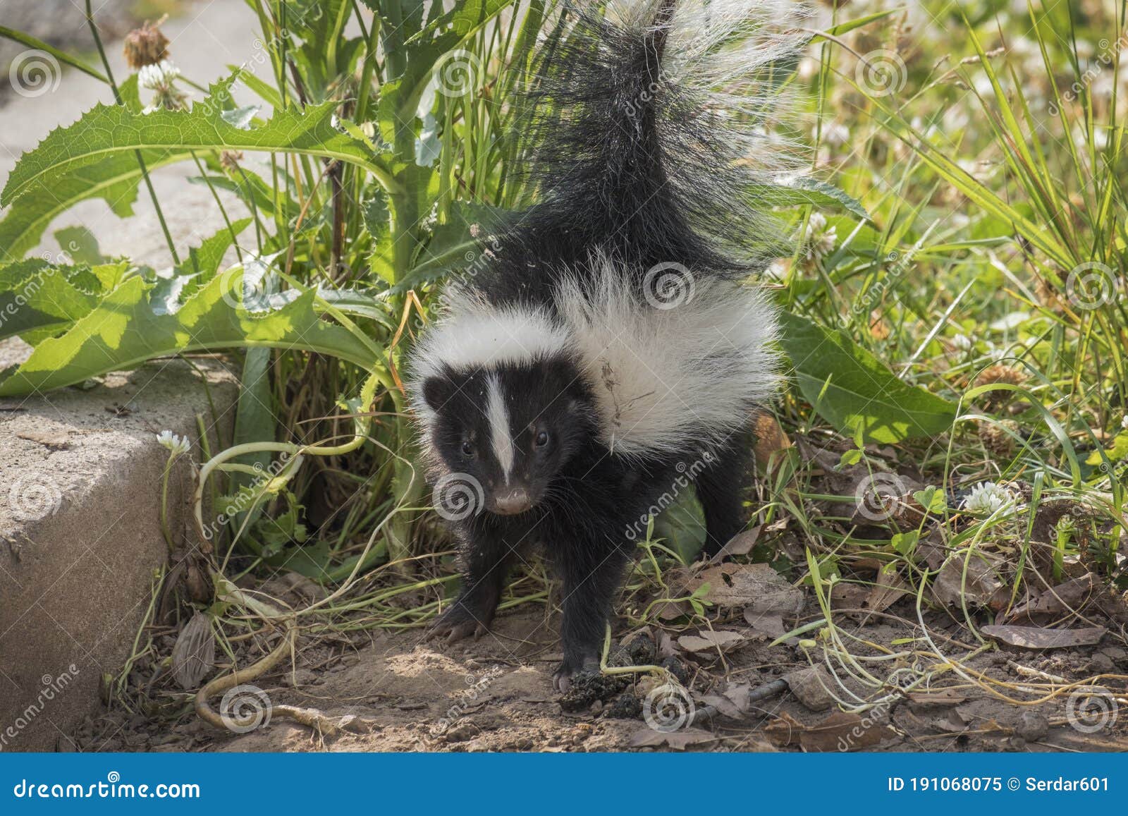 Cute Baby Skunk stock image. Image of summer, cute, baby - 191068075
