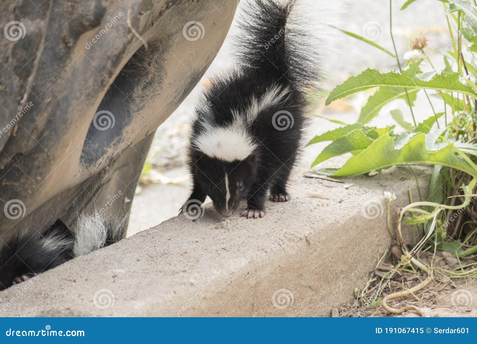 Cute Baby Skunks stock image. Image of mammal, white - 191067415