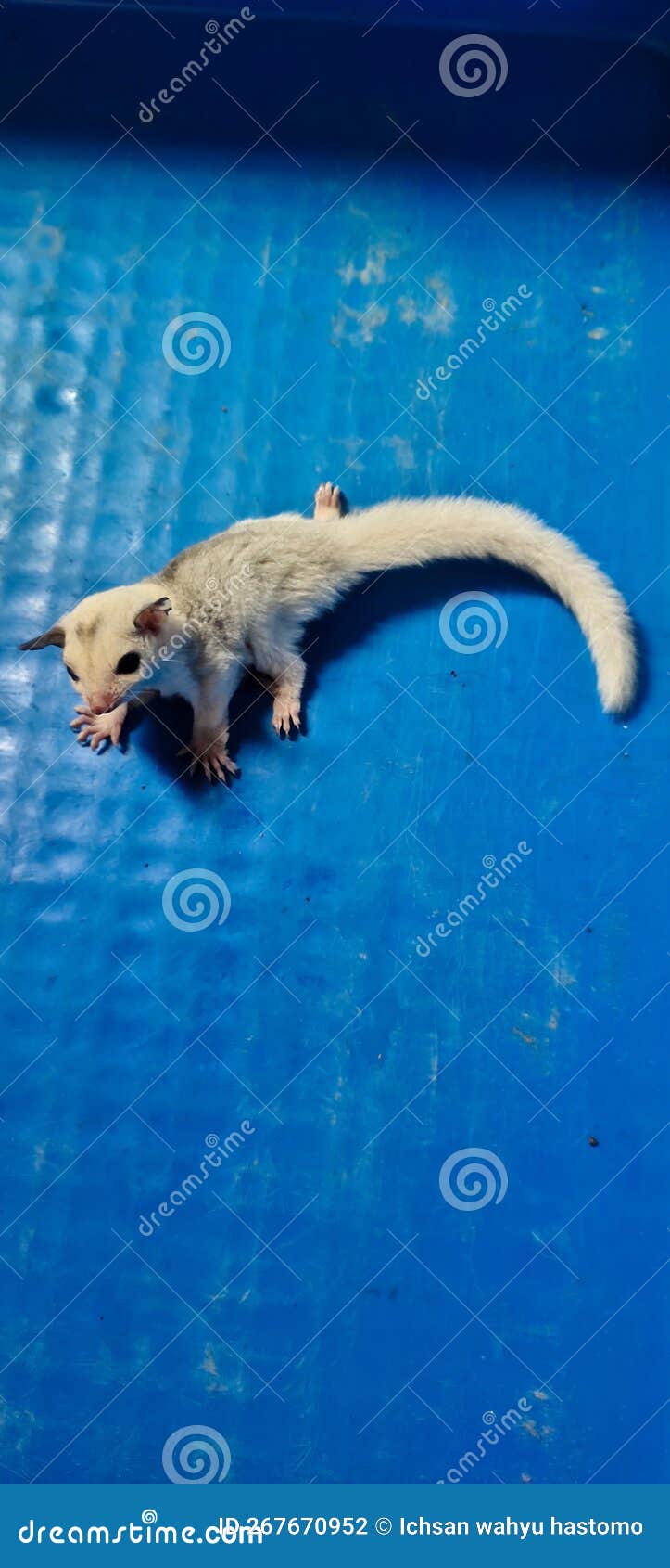 Cute baby sugar glider stock photo. Image of sugar, cute - 267670952