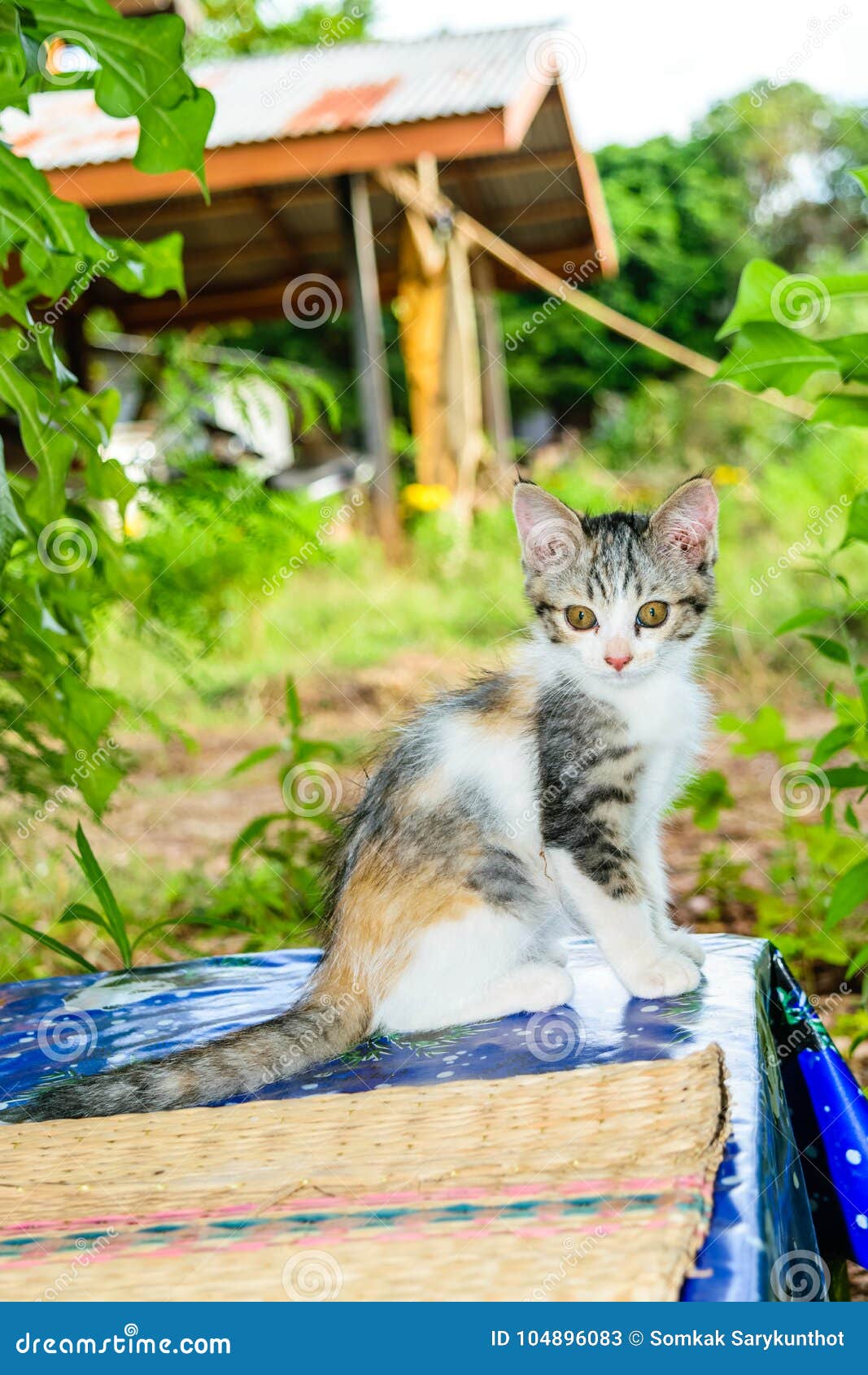 Cute baby tabby cat stock image. Image of baby, funny - 104896083
