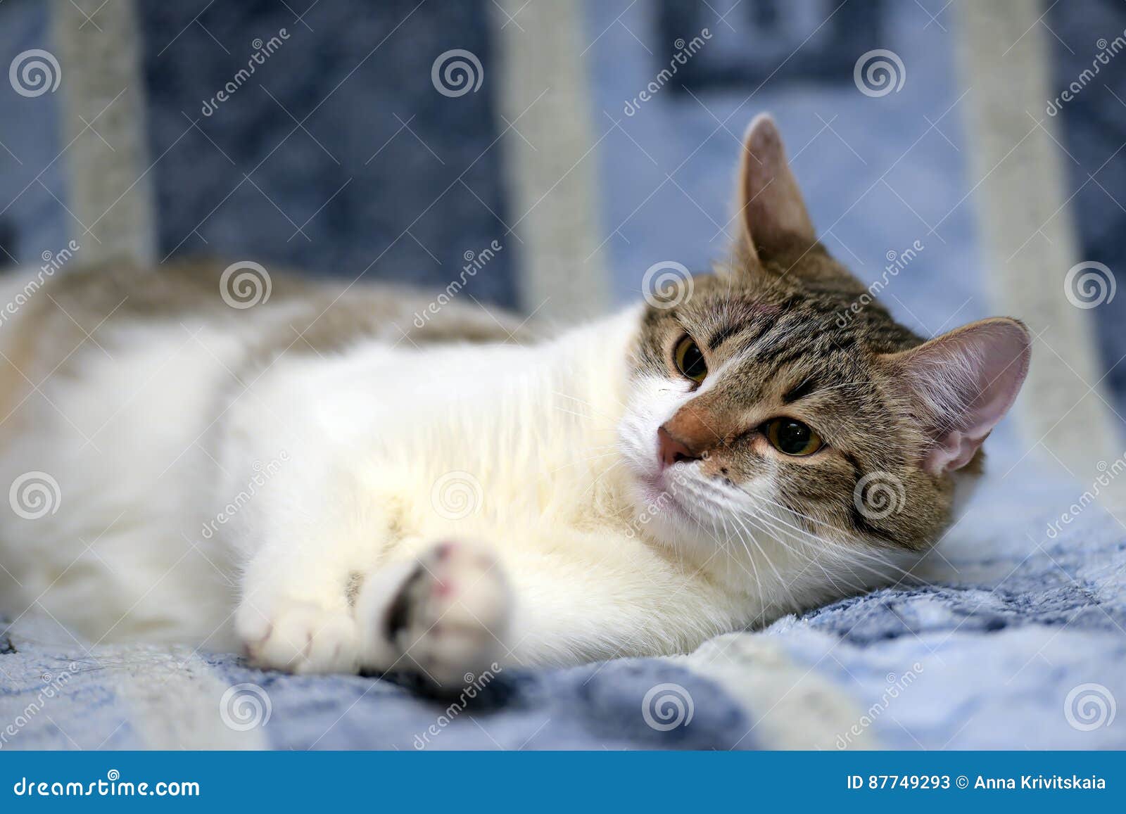 Cute Baby Tabby Cat Playing Stock Image - Image of pretty, playful ...