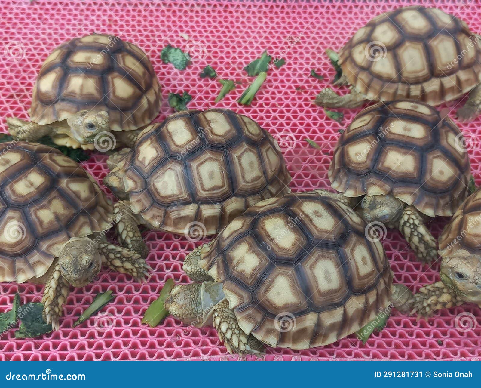 Cute baby turtle is eating stock image. Image of cute - 291281731