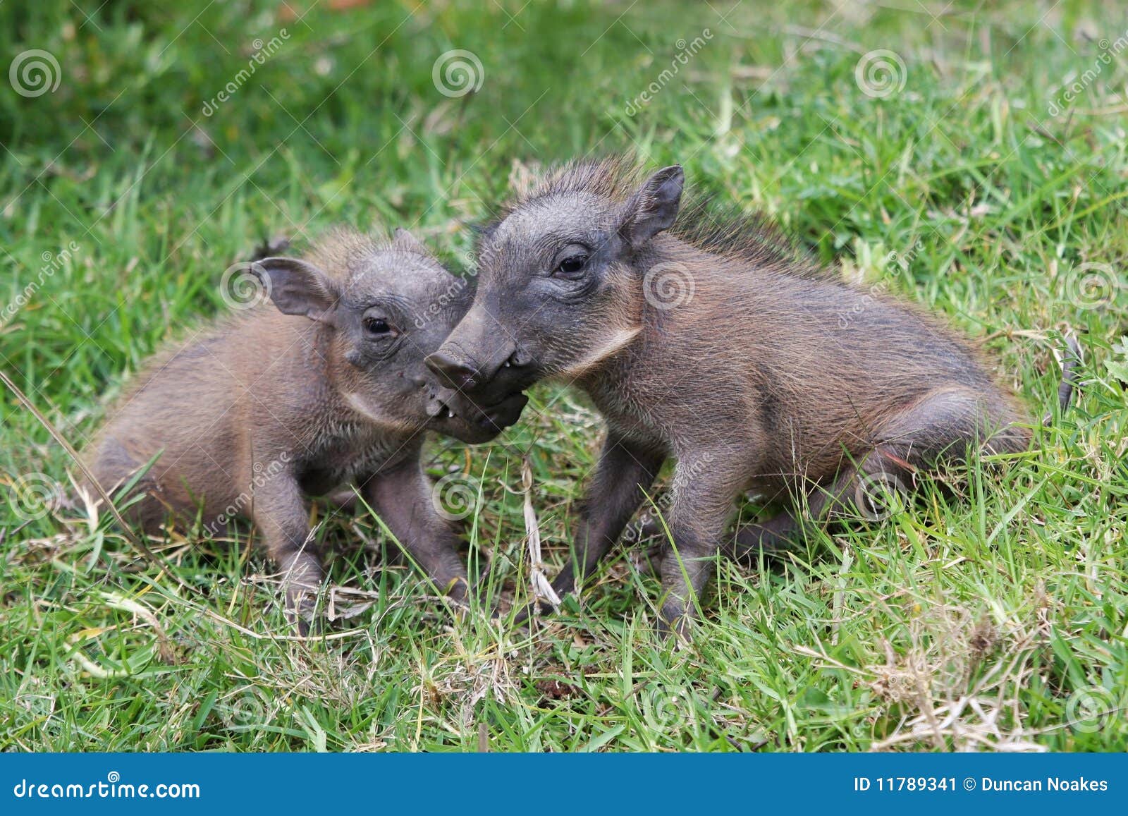 Cute Baby Warthogs Stock Image - Image: 11789341