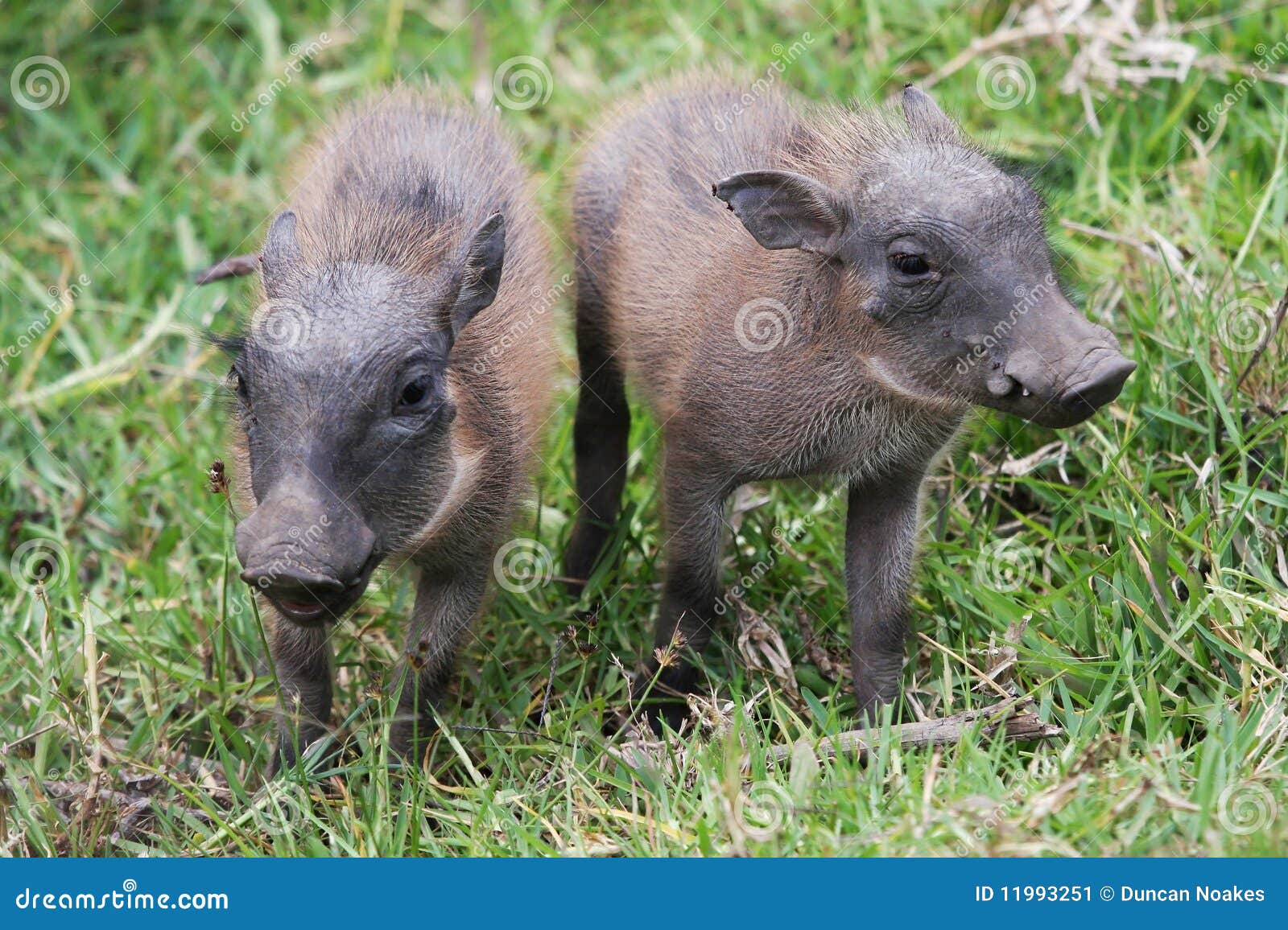 Cute Baby Warthogs stock image. Image of game, warthog - 11993251