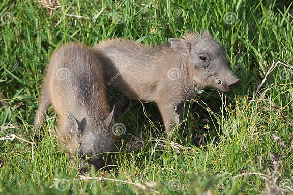 Cute Baby Warthogs stock image. Image of mammal, family - 12450515