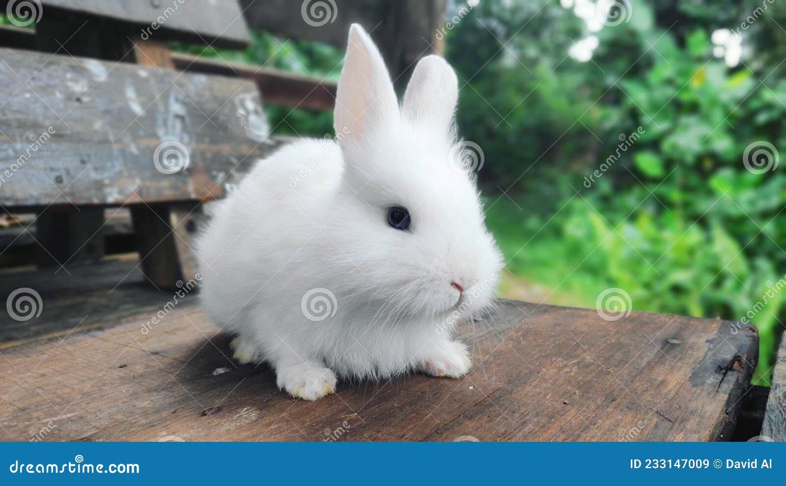 Cute baby white rabbit stock image. Image of green, produce - 233147009