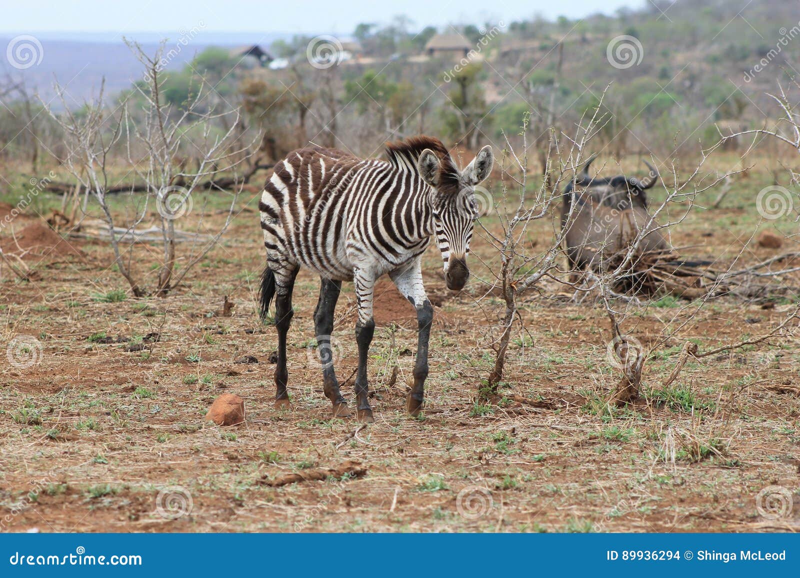 Cute Baby Zebra muddy stock photo. Image of national - 89936294