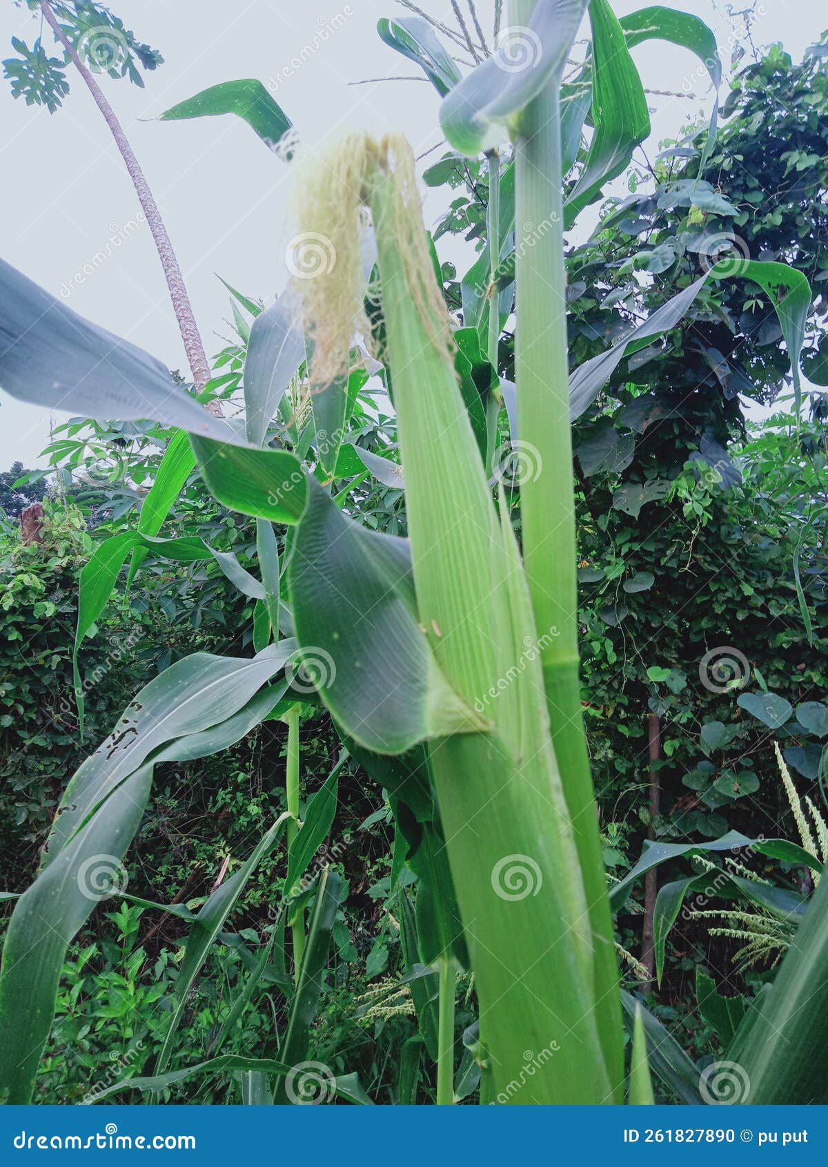 Cute Babycorn in my farm stock photo. Image of sweetcorn - 261827890