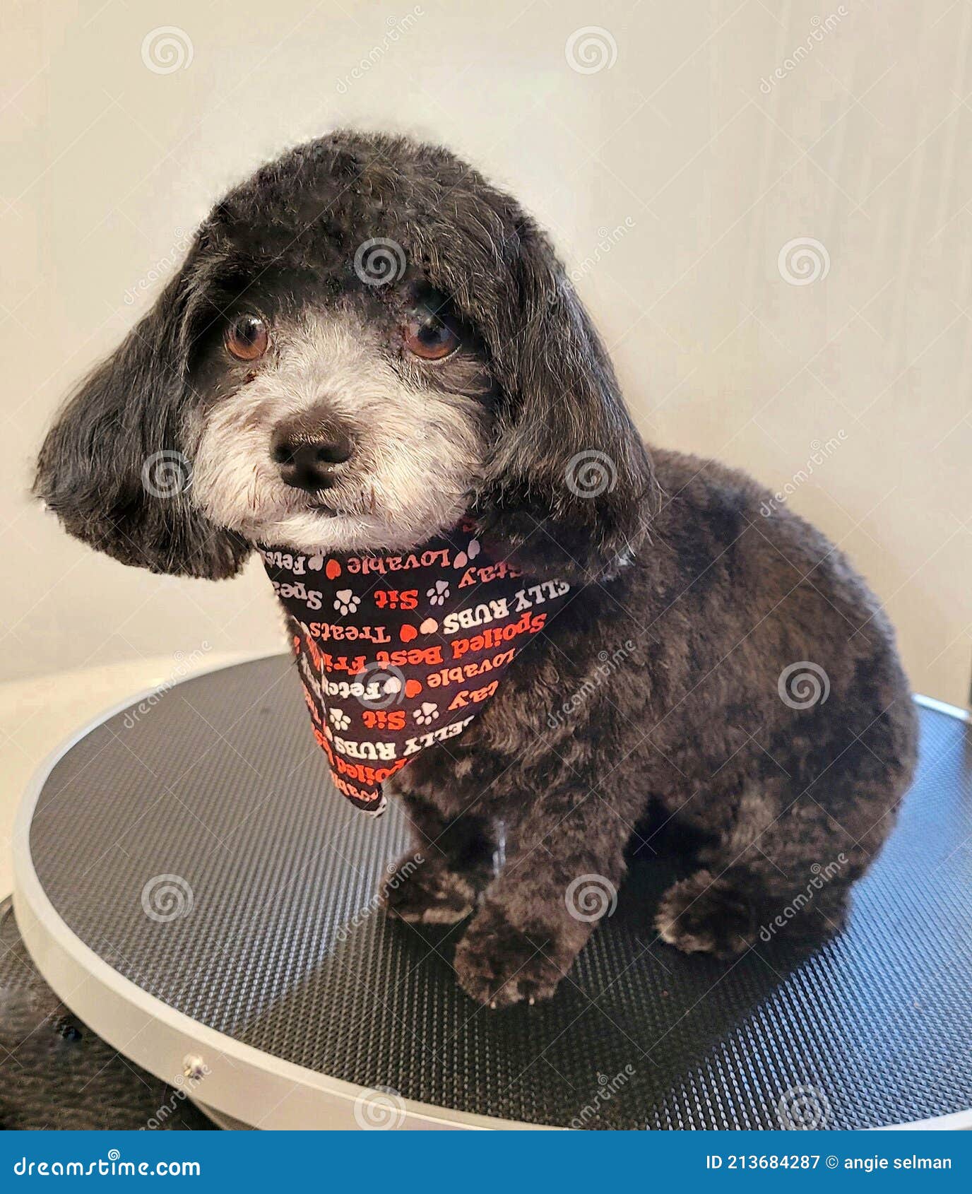 Cute Back Dog after Grooming Stock Image - Image of cute, mammal: 213684287