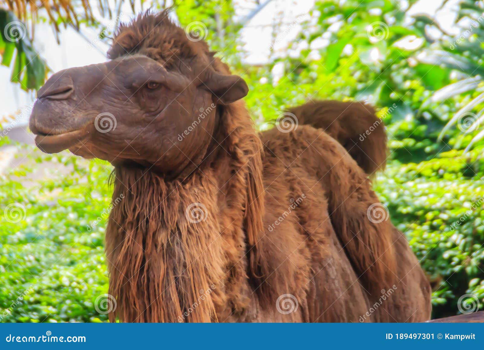 Cute Bactrian Camel Camelus Ferus. they are at Risk of Extinction Stock ...