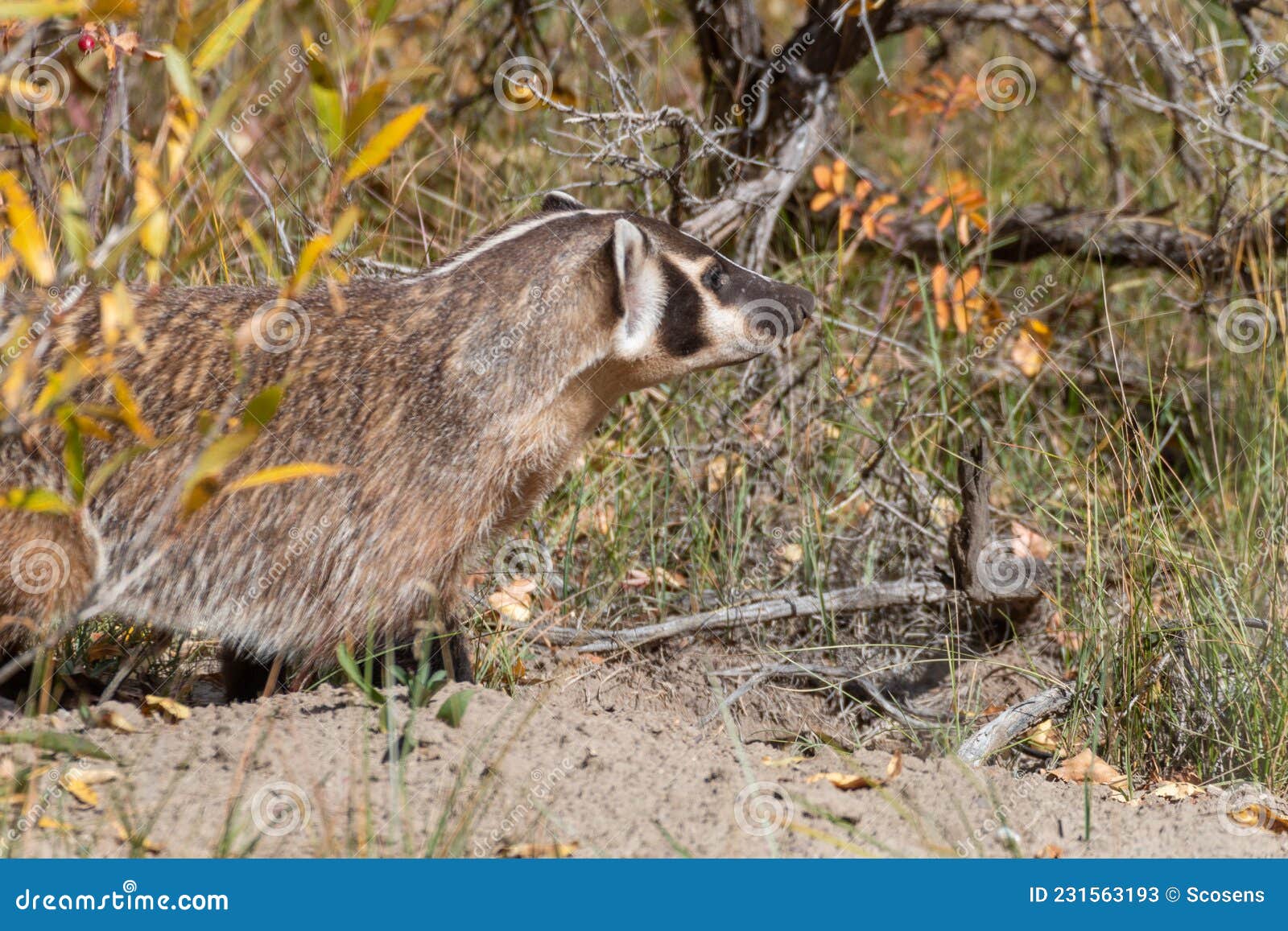 Cute Badger in Autumn stock image. Image of autumn, outdoors - 231563193