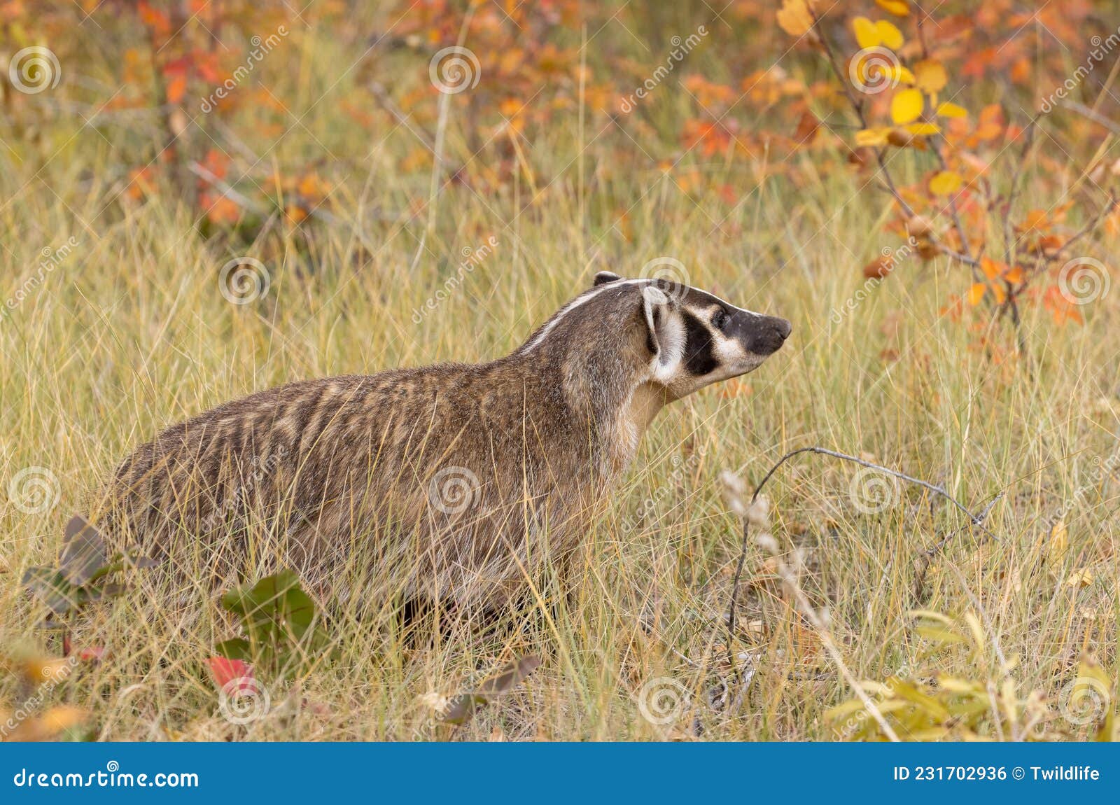 Badger in Autumn in Wyoming Stock Photo - Image of mammal, wild: 231702936
