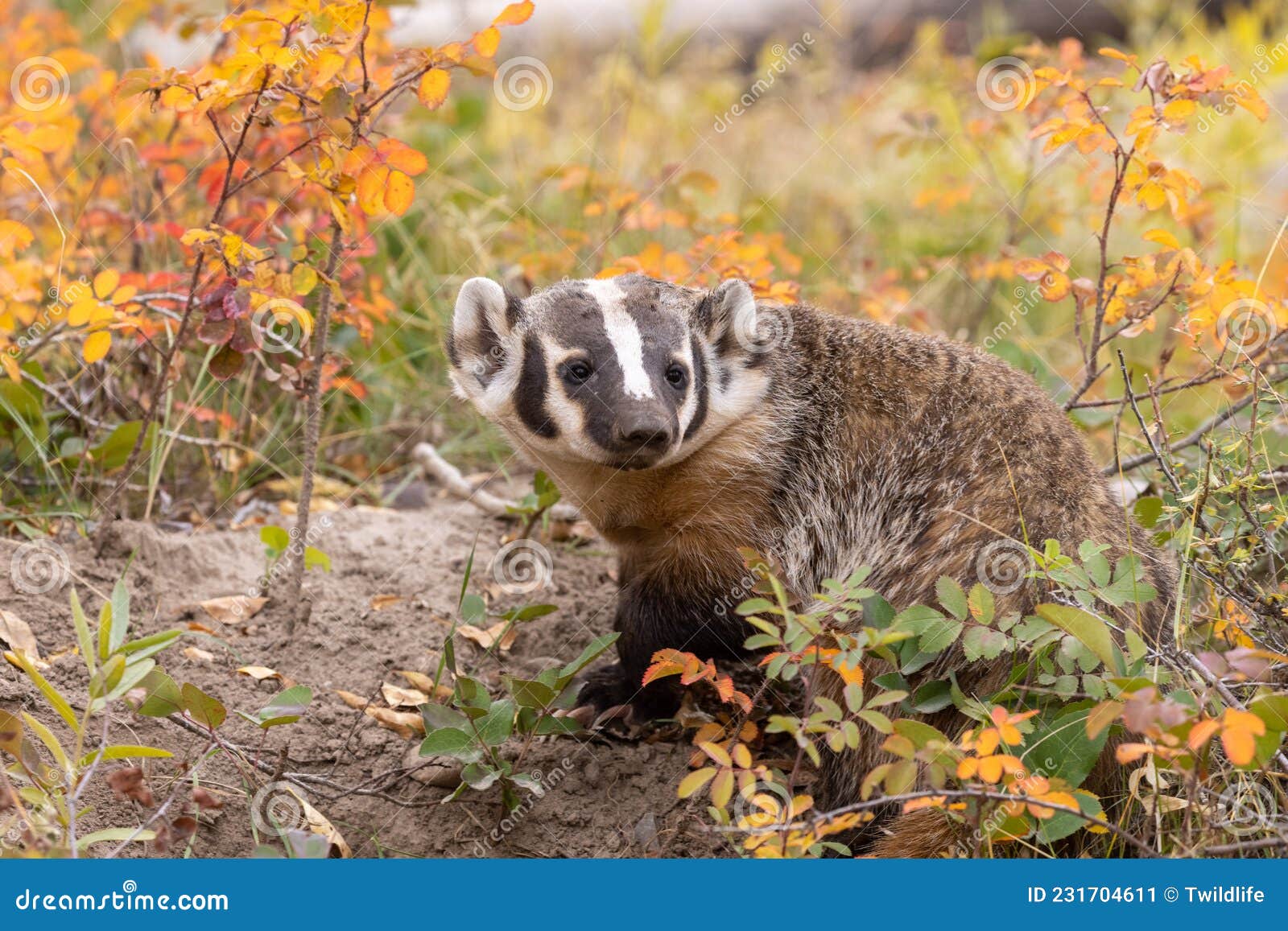 Cute Badger in Fall in Wyoming Stock Image - Image of rodent, mammal ...