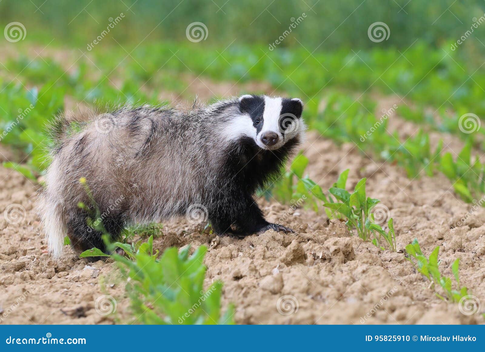 Cute badger looking stock photo. Image of predator, hunting - 95825910