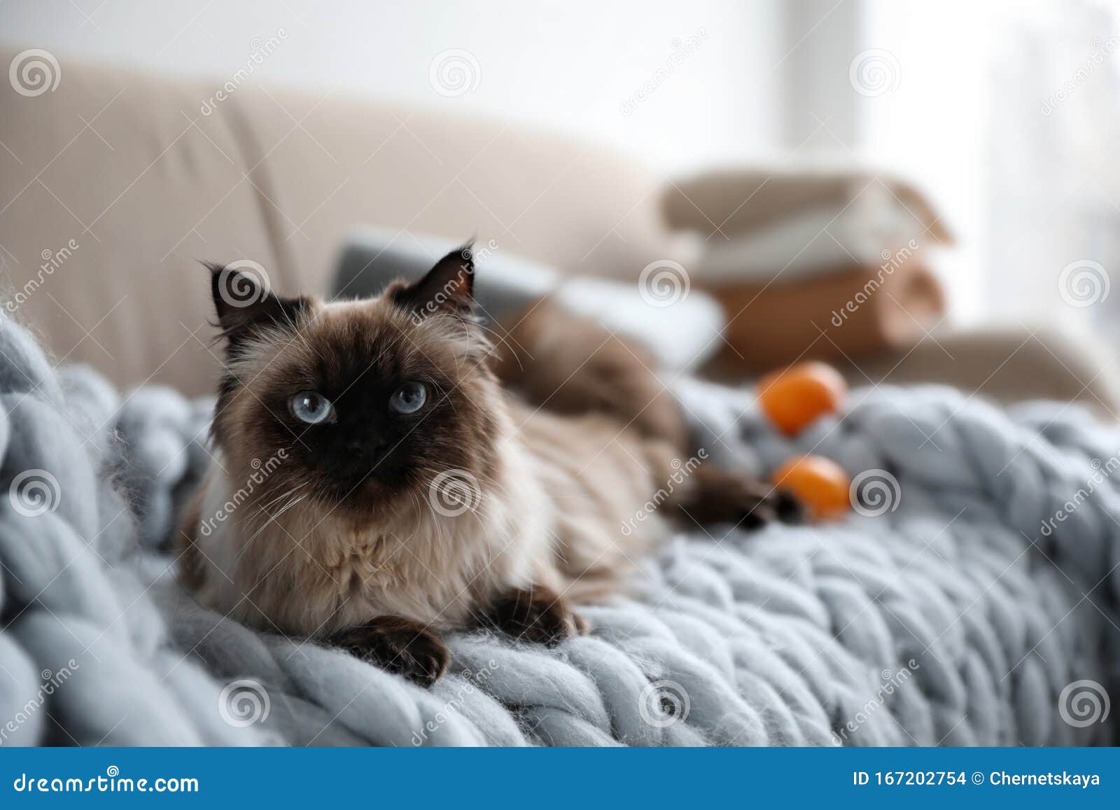 Cute Balinese Cat On Sofa. Fluffy Pet Royalty-Free Stock Image ...