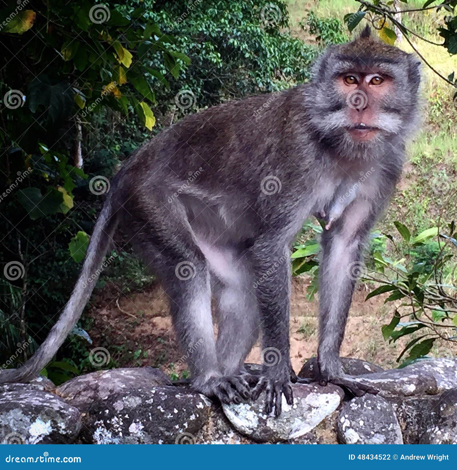 Cute Balinese monkey editorial photography. Image of bali - 48434522