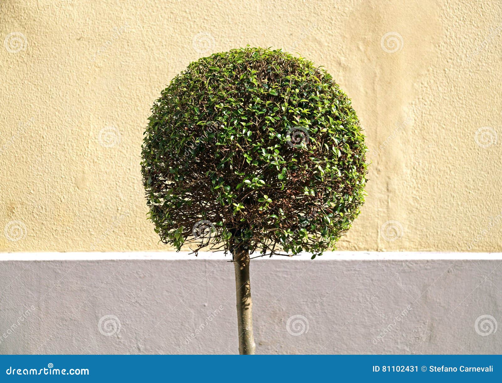 Cute Ball Shaped Tree Isolated on Wall Background Stock Image - Image ...