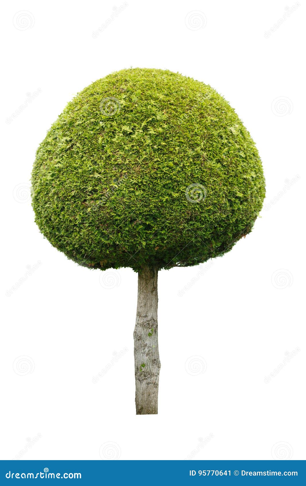Cute Ball Shaped Tree Isolated on White Background Stock Image - Image ...
