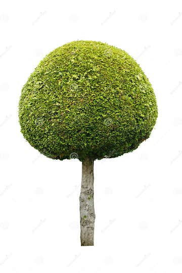 Cute Ball Shaped Tree Isolated on White Background Stock Image - Image ...