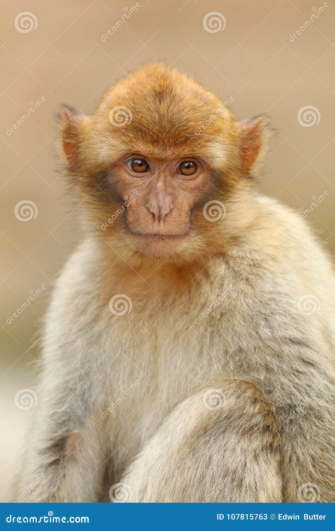 Barbary monkey stock image. Image of morocco, face, closeup - 107815763