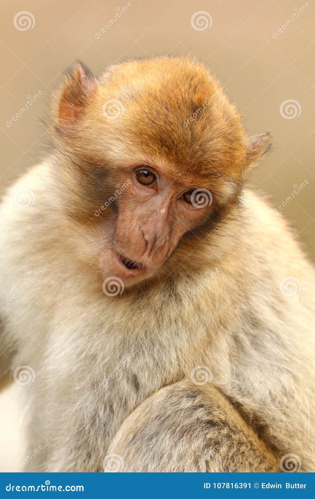 Barbary monkey stock image. Image of environment, macaca - 107816391