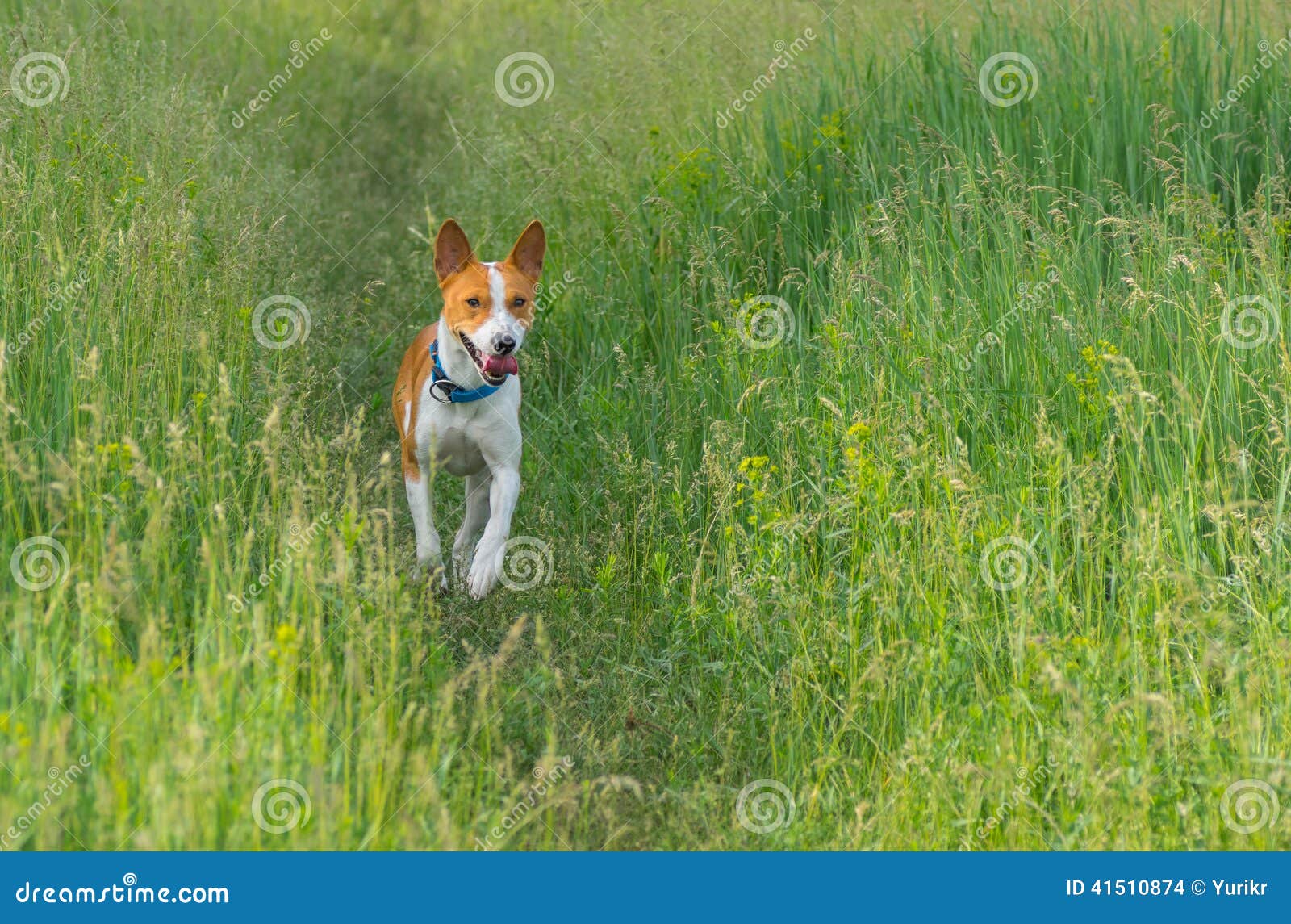 Cute Basenji Dog Running in the Grass Stock Photo - Image of animal ...
