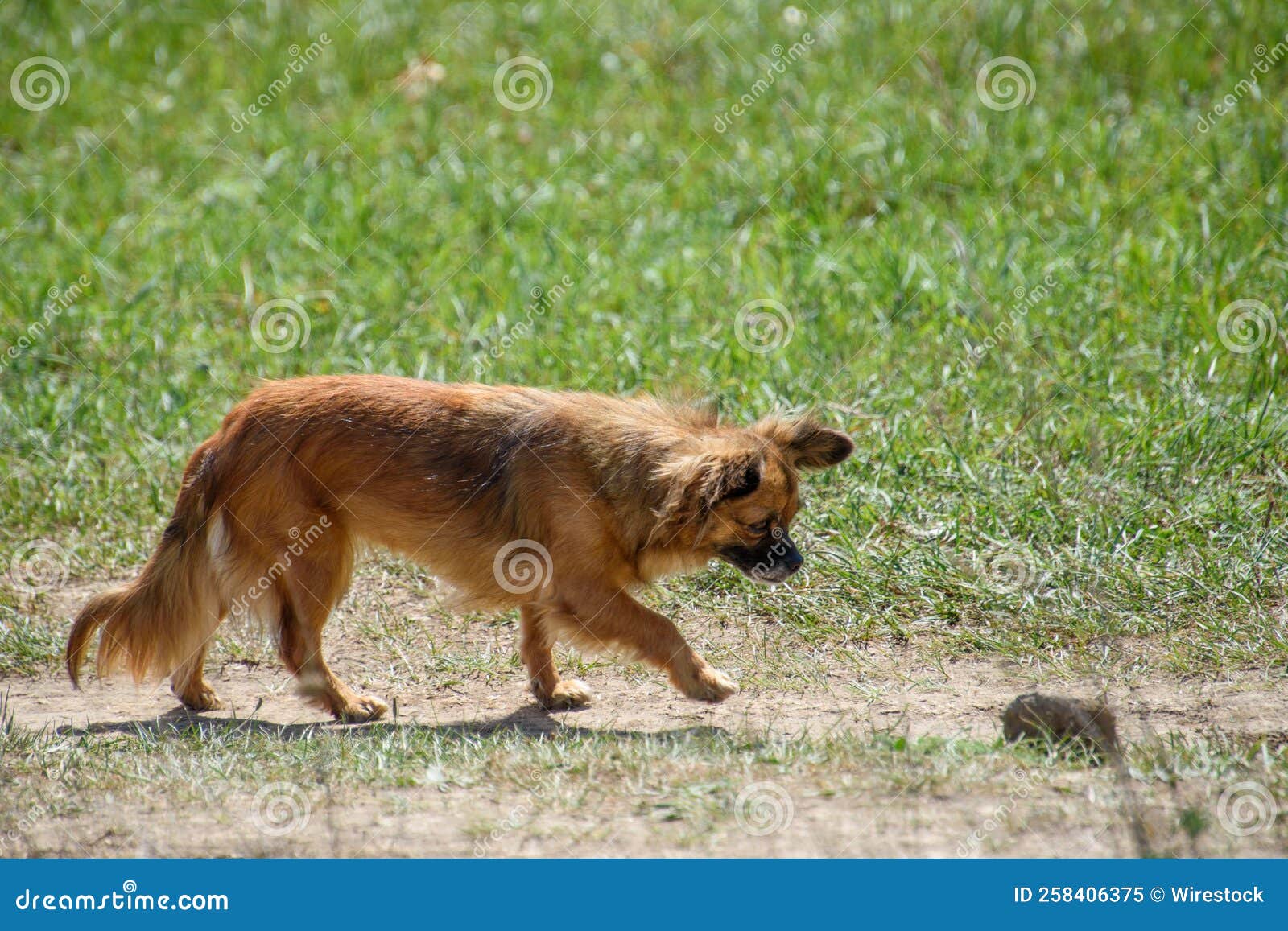 Cute Basque Shepherd Dog Walking in the Green Field Stock Image - Image ...