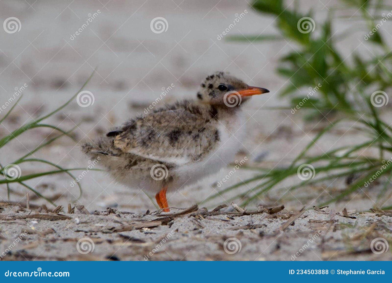 Cute bay bird beach stock photo. Image of wildlife, beak - 234503888