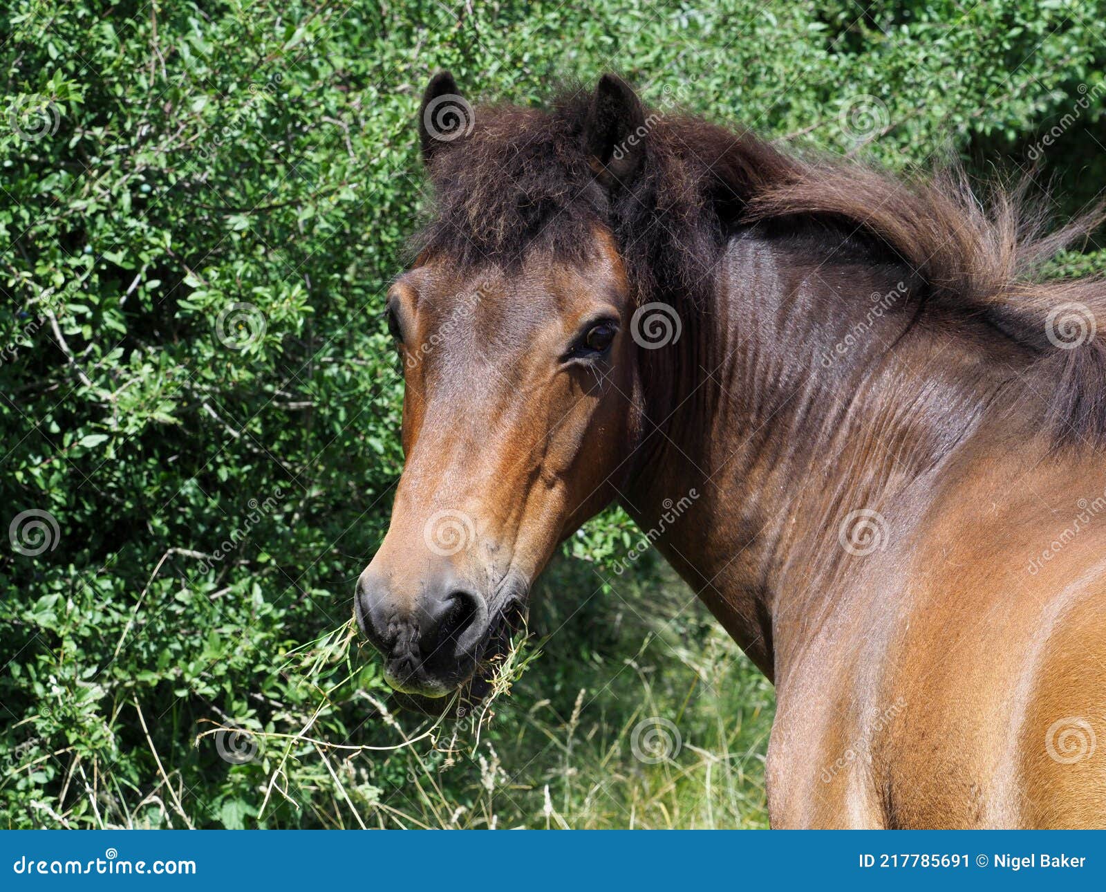 Cute Bay Pony stock image. Image of outdoors, single - 217785691