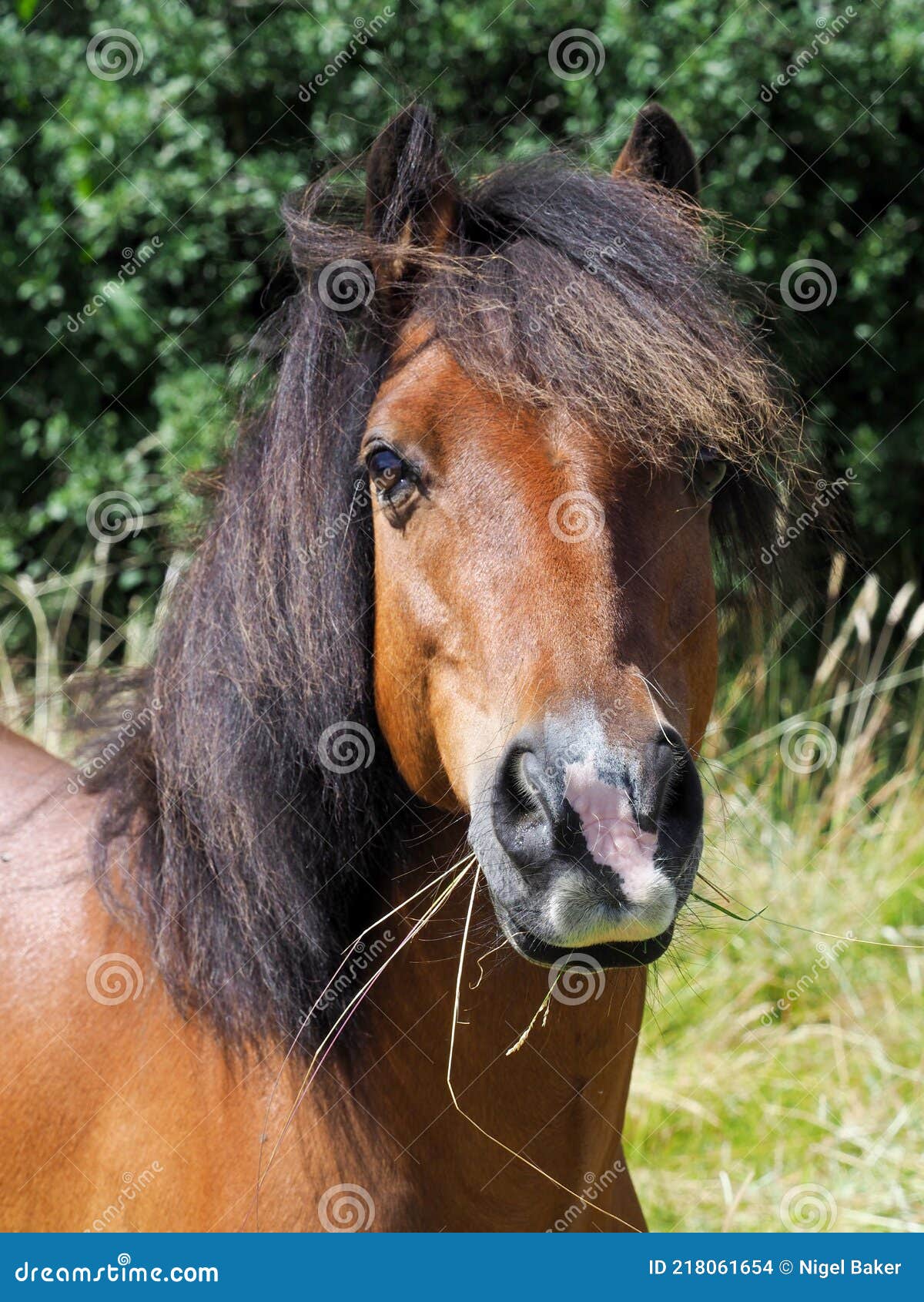 Cute Bay Pony stock photo. Image of grass, horse, close - 218061654