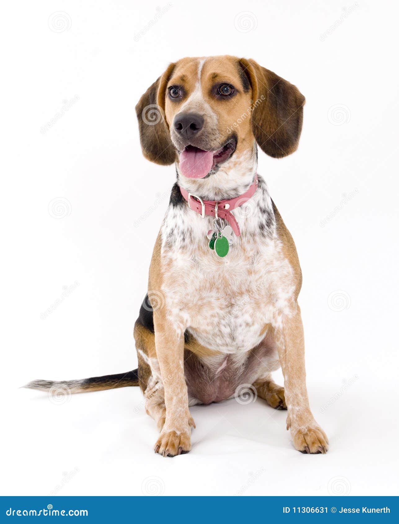 Cute Beagle stock image. Image of cute, breed, sitting - 11306631