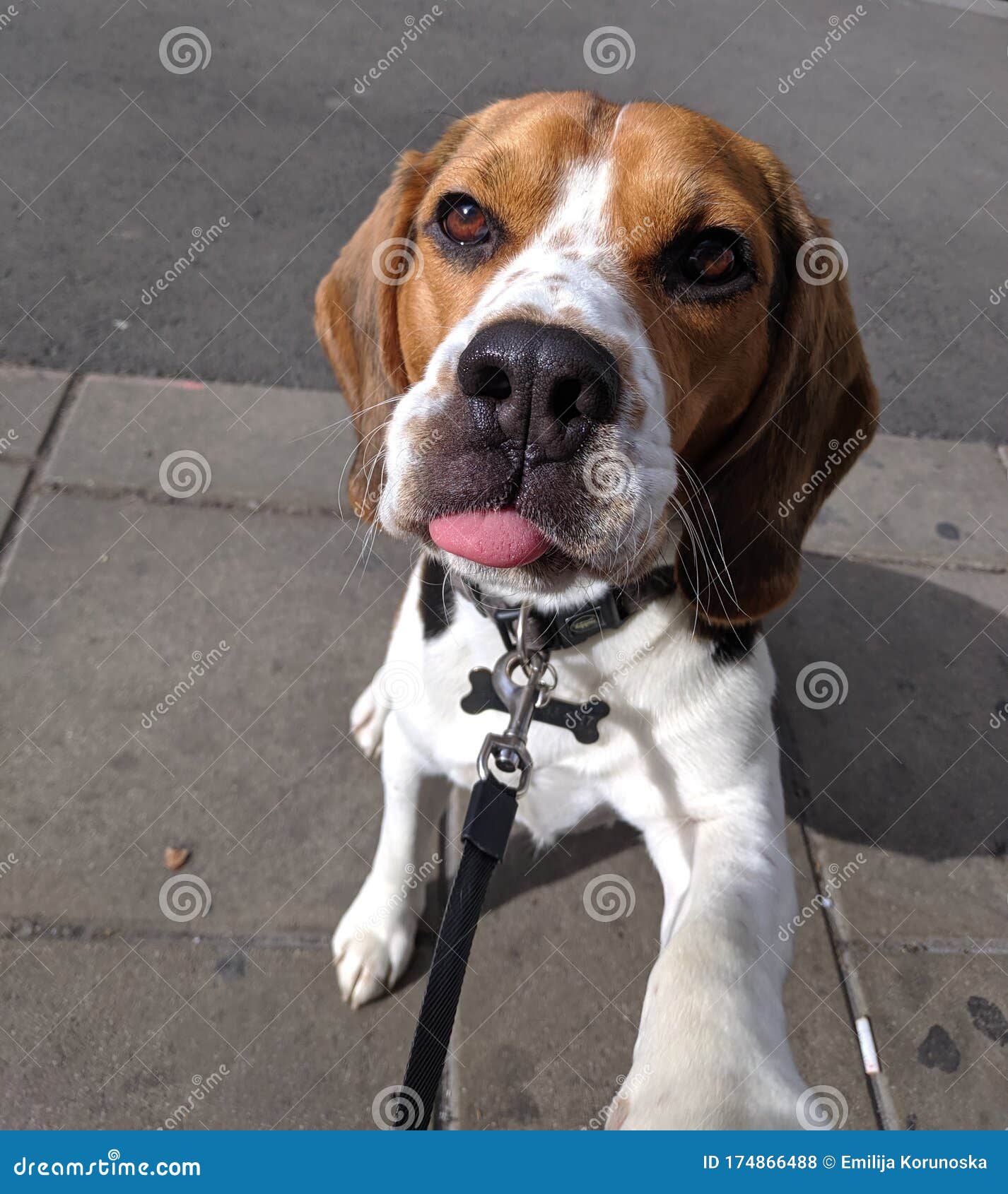 Cute Beagle Dog Giving a Paw Stock Photo - Image of tongueout, giving ...