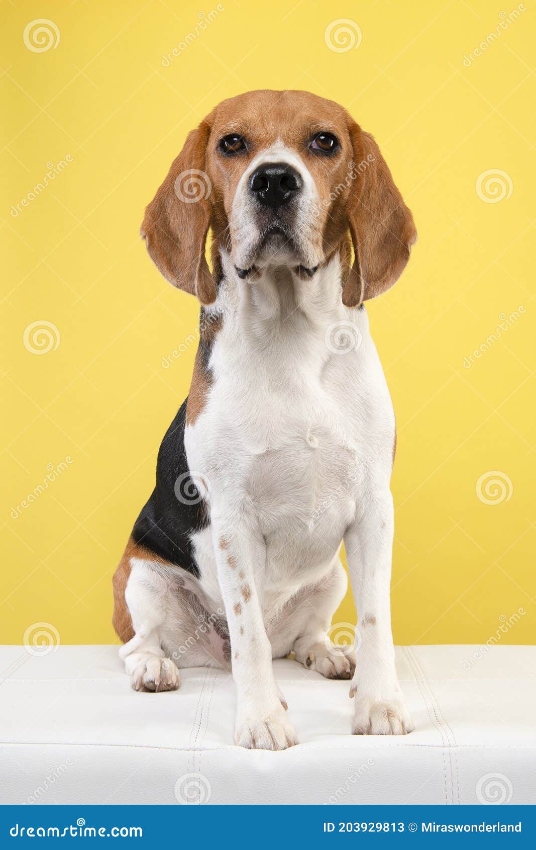 Cute Beagle Dog Looking at the Camera Sitting on a Bench on a Yellow ...