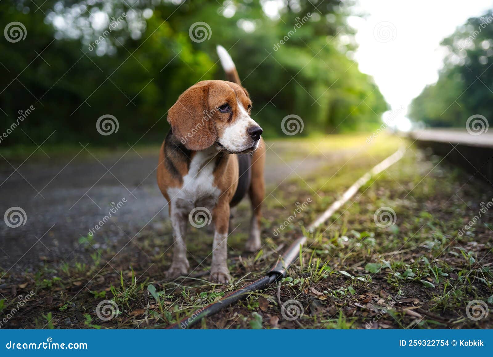 A Cute Beagle Dog is Looking for Something Around while Standing on the ...