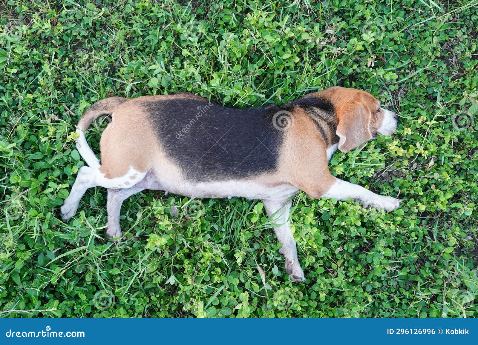 A Cute Beagle Dog Lying Down on the Grass Field Stock Photo - Image of ...