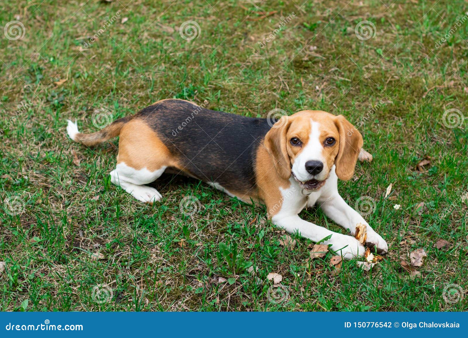 Cute Beagle Dog Lying in the Grass and Smiling. Stock Photo - Image of ...