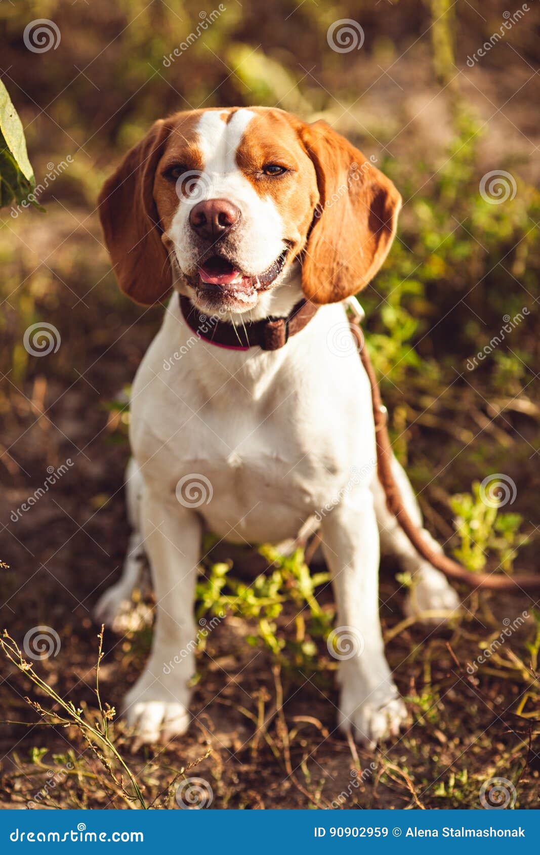 A Cute Beagle Dog in the Nature Stock Image - Image of nature ...