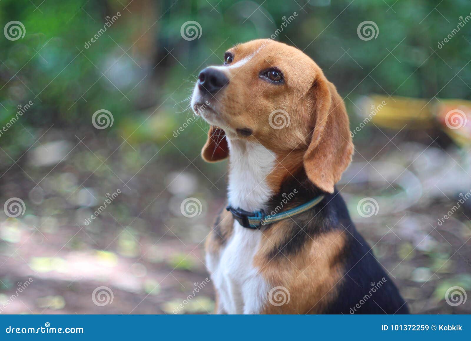 Beagle dog. stock image. Image of canine, field, lovely - 101372259