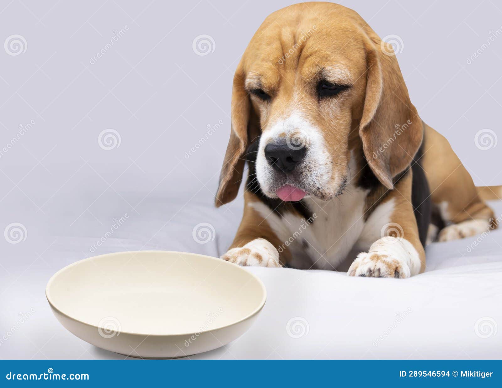 Cute Beagle Dog with a Sad Face Looking at an Empty Plate Stock Photo ...