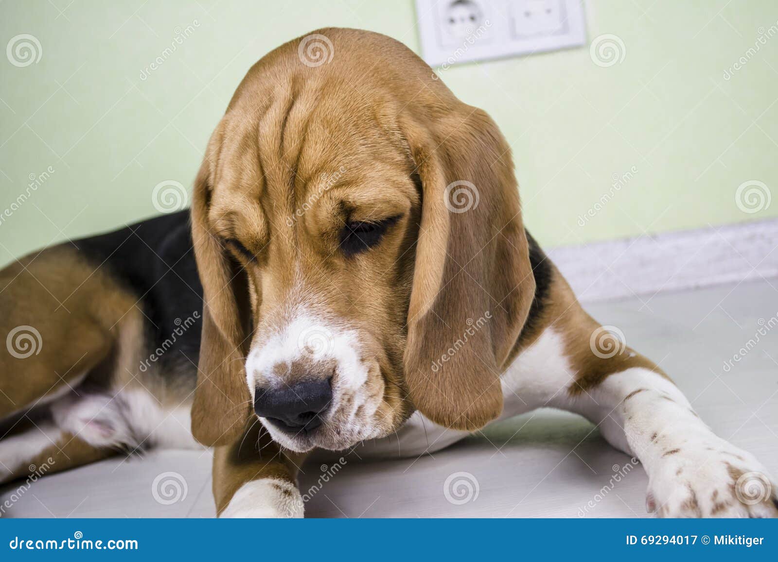 Cute beagle dog sad stock image. Image of funny, white - 69294017