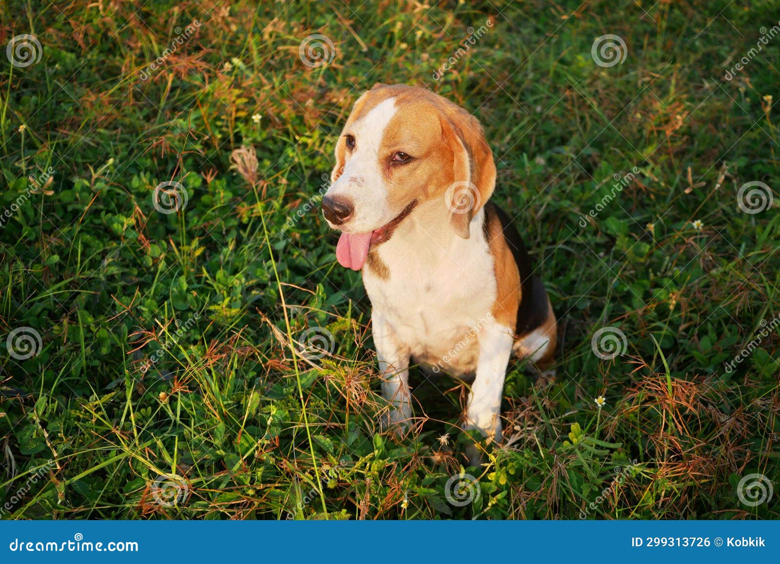 A Cute Beagle Dog Sitting on the Grass Field Under Sunlight Stock Photo ...