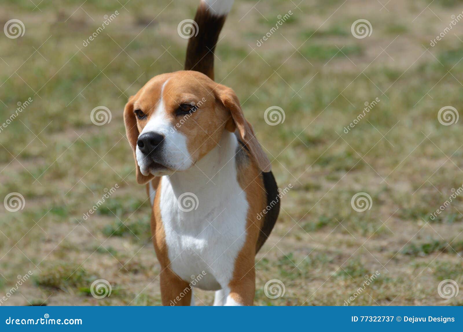 Really Cute Beagle Dog stock image. Image of breed, adorable - 77322737
