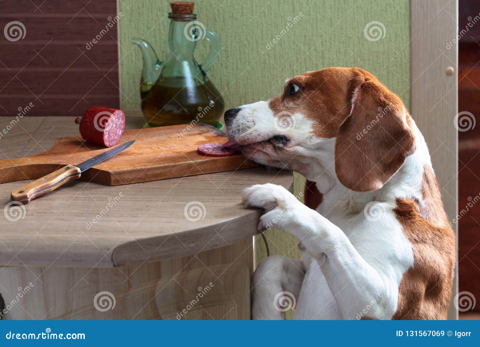 Cute Beagle Eats Smoked Sausage. Stock Image - Image of lunch, gourmet ...