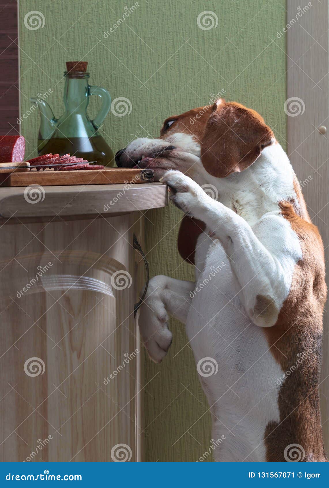 Cute Beagle Eats Smoked Sausage. Stock Image - Image of humor, cuisine ...